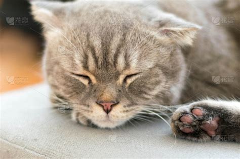 疲劳的 黑足猫 日本短尾猫 时差症 埃及猫 朝鲜猫 长毛猫 史芬克斯无毛猫 缅因库恩猫 杂种猫