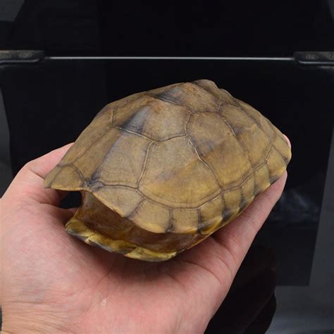 Natural Chinese Turtle Shell True Specimen Turtle Shell Taxidermy