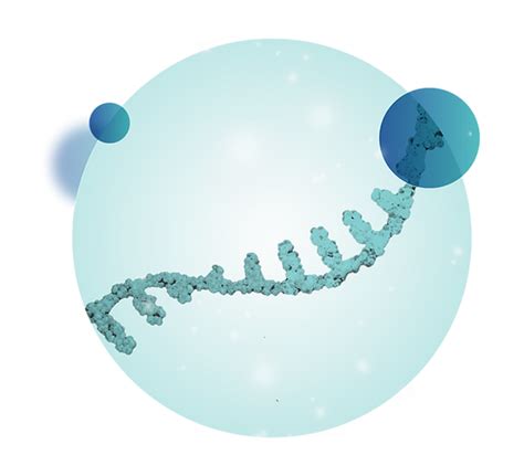 Circular Genomics Circular RNA