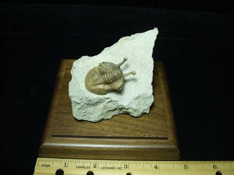 Fossilized Trilobite Arthropod F The Stones Bones Collection