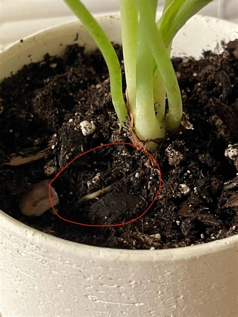 is this a surface root r houseplants