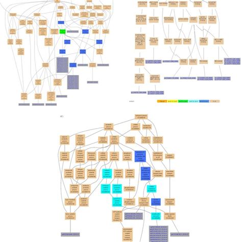 Gene Ontology Annotation Of The Differentially Expressed Proteins A