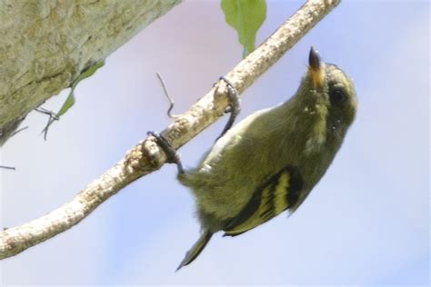 Moustached Tinkerbird Holmen Birding Safaris