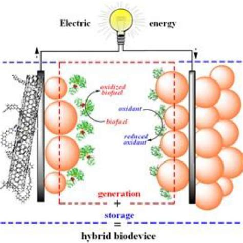 Oxidants And Enzymes Used In Enzymatic Biofuel Cells Download Table