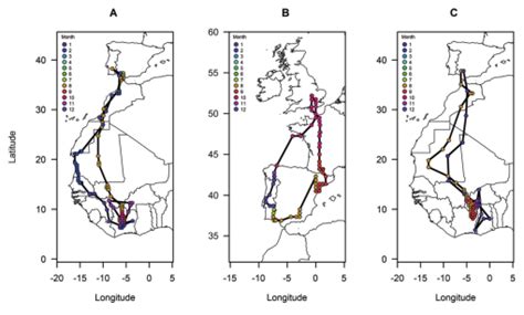 The Migration System Of Barn Swallows Hirundo Rustica Breeding In