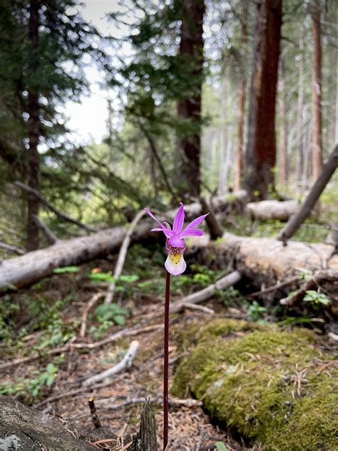 Fairy Slipper Calypso Orchid R Wildflowers
