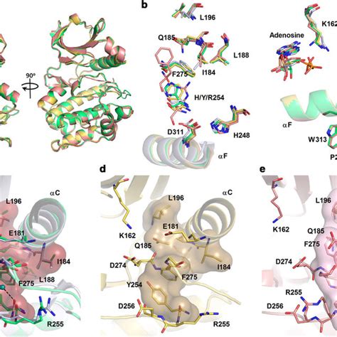 Pdf Functional Role Of Histidine In The Conserved His X Asp Motif In