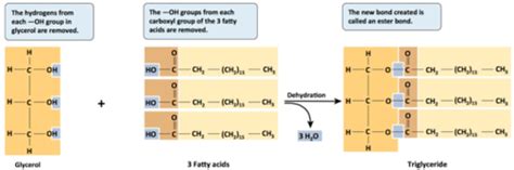 Lecture Membrane Lipids And Structures Flashcards Quizlet