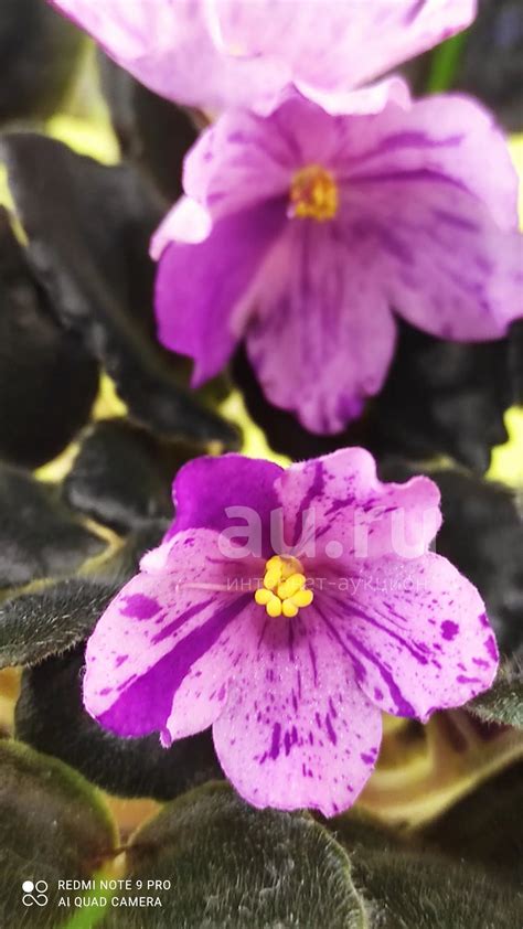 Фиалка ЕК Крокус весенний отцвела — купить в Красноярске Горшечные