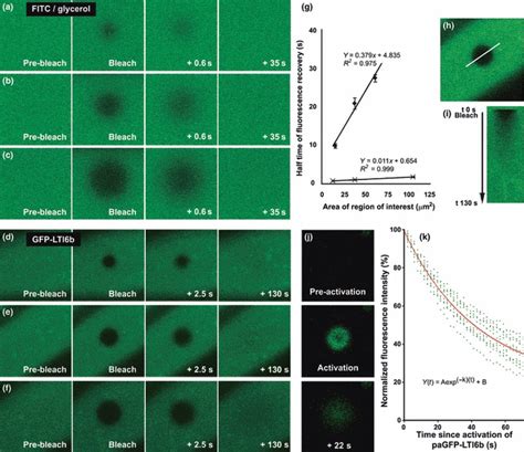 Photobleaching And Photoactivation To Record Membrane Viscosity