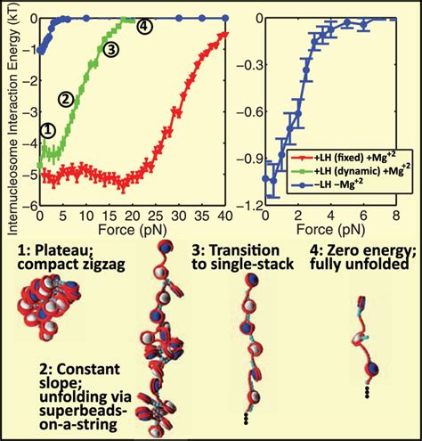 Top Internucleosome Interaction Energy Per Nucleosome Versus Force For Download Scientific