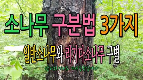 남녀노소 쉽게 배울수있는 소나무 구분법 3가지 소나무와리기다소나무구별법 Youtube