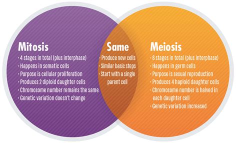 Similarities And Differences Between Mitosis And Meiosis Ven