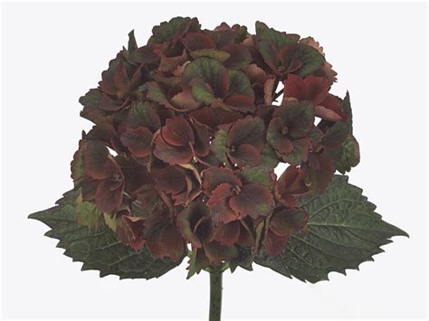 Hydrangea Macrophylla Magical Triumph Classic