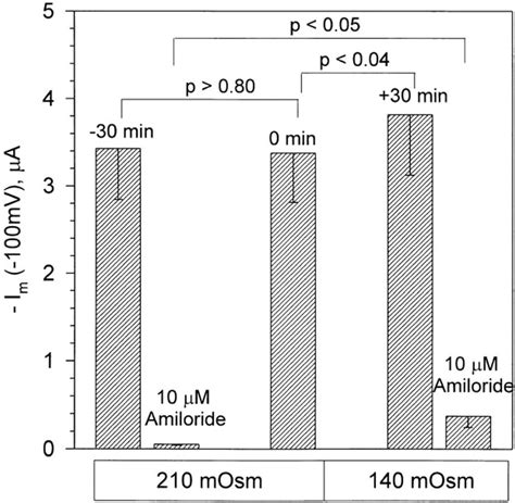 ENaC Currents Are Insensitive To Osmotic Cell Swelling Currents Are