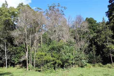 Myrtle Rust Australian Plants Society