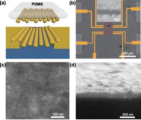 Schematic Of The Layer By Layer Assembly Strategy And SEM Download Scientific Diagram