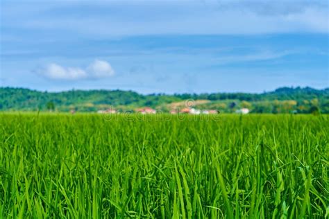Impressive Landscape Green Rice Field With Mountains In The Background