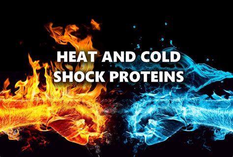 Unveiling The Marvels Of Heat Shock And Cold Shock Proteins Select Salt