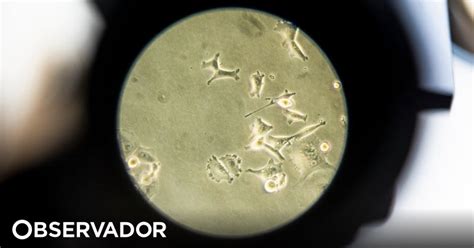 Aula prática O que é e como funciona a imunoterapia contra o cancro Observador