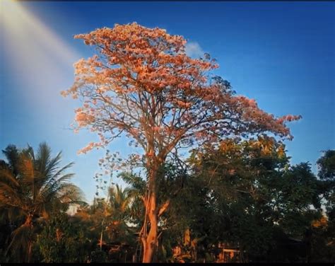 The Poui Tree Engage Art