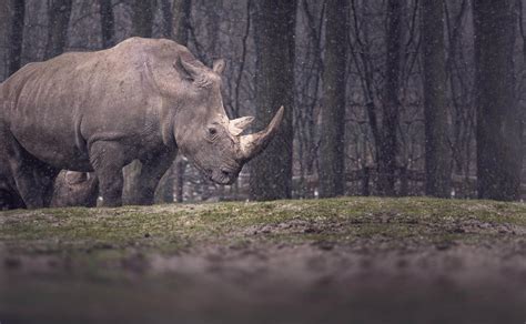Data Made Simple Hibernating Rhinos