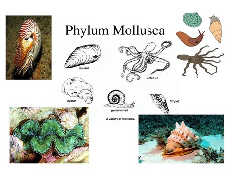 Phylum Mollusca Tree