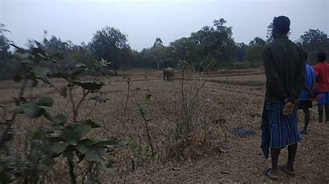 Elephant In Jangal At Dantiamuhan Youtube
