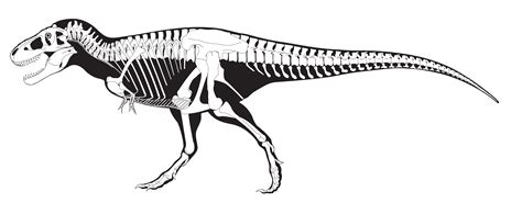 4k 5k Dinosaurs Tyrannosaurus Rex Skeleton Hd Wallpaper Rare Gallery