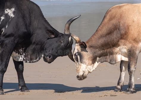 Les Vaches Ferment à Clef Des Klaxons Sur La Plage Chez St Johns Gauche
