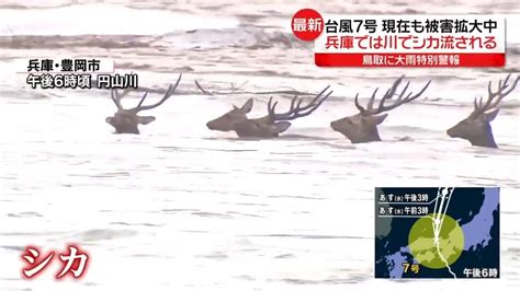 【台風7号】各地で増水 兵庫・川ではシカが流され 鳥取では橋が一部崩落（2023年8月15日掲載）｜日テレnews Nnn