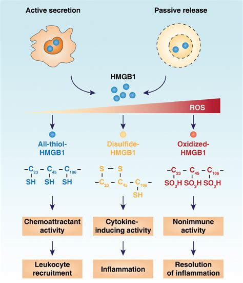 A Janus Tale Of Two Active High Mobility Group Box 1 Hmgb1 Redox