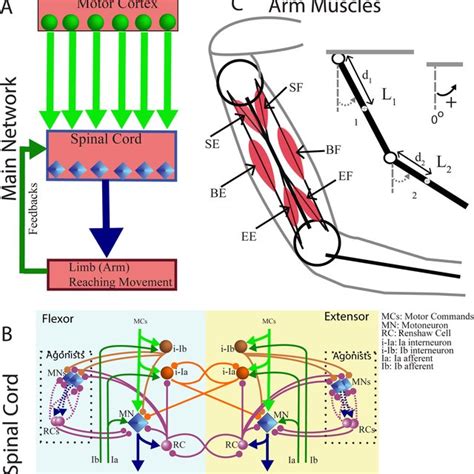 Model Structure A The Motor Cortex Sends Motor Signals To The Spinal Download Scientific