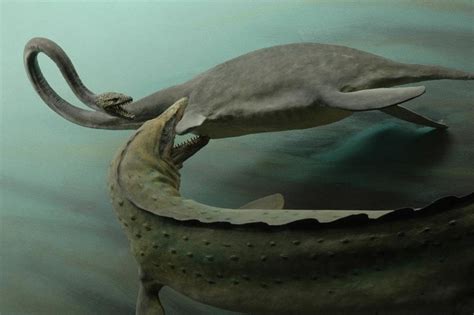 Scale Model Of Mosasaur 2008681 Ehive