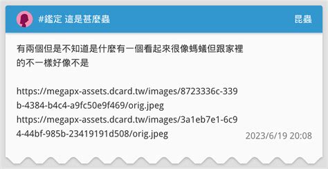鑑定 這是甚麼蟲 昆蟲板 Dcard