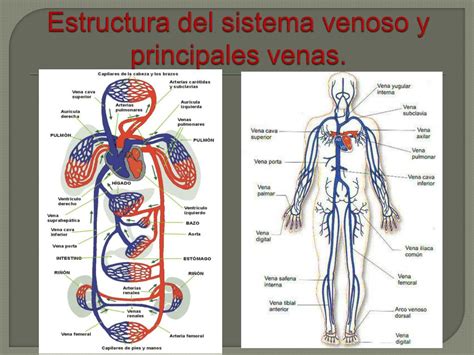 Ppt Venas Powerpoint Presentation Free Download Id6080720