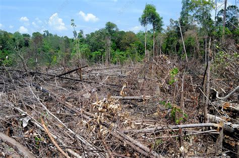 Forest Clearance Indonesia Stock Image F0318047 Science Photo