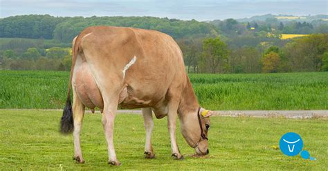 Breed For Cows With High Production And Fertility