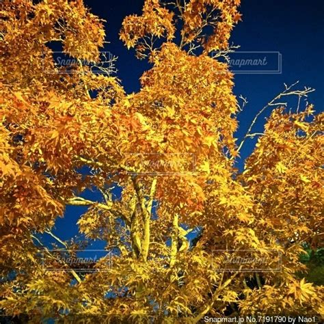 木のクローズアップの写真・画像素材 Snapmart（スナップマート）