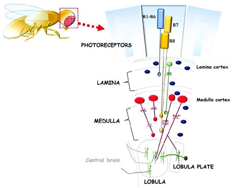Schematic Representation Of The Drosophila Visual System Including The