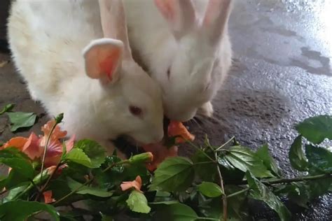 Can Bunnies Eat Hibiscus Flowers Up Gardening