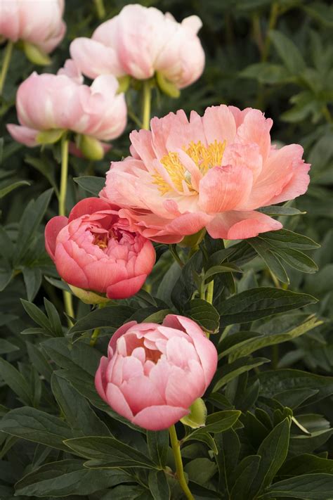 Pink Hawaiian Coral Peony Coral Peonies Peonies Growing Peonies