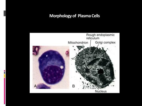 Ppt Cells And Tissues Of The Immune System Powerpoint Presentation