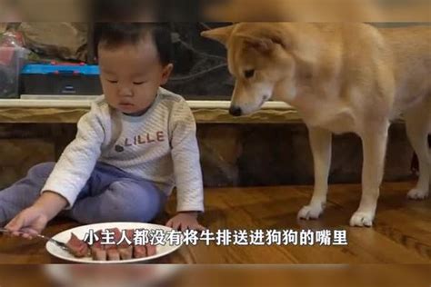小主人给狗狗喂牛排，狗狗乖乖等待投喂，下一秒请憋住不要笑狗狗