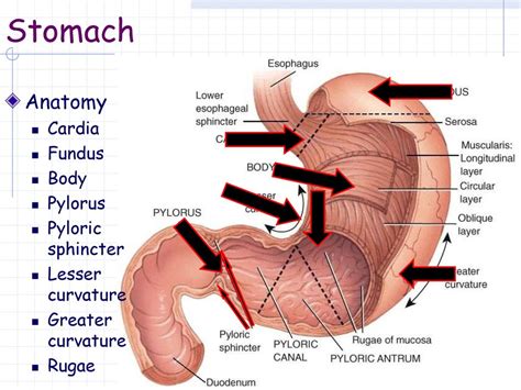 Pyloric Sphincter Cat