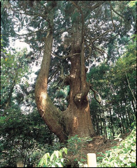若杉 トウダの二又杉九州への旅行や観光情報は九州旅ネット