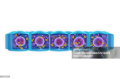 Simple Columnar Epithelium Illustration High Res Vector Graphic Getty