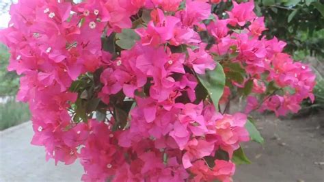 Konsep 33 Bugenvil Bunga