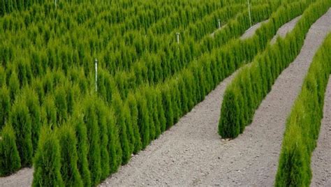 Cedar Hedges Langley Creating Beautiful And Trouble Free Property