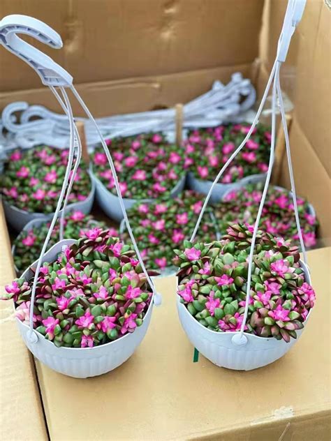 卡日松吊兰客厅阳台室内外办公桌四季常青花卉绿植盆景植物批发 阿里巴巴